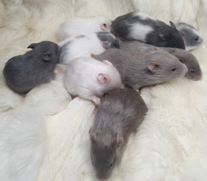 Vrh J :: Chovatelská stanice Luna