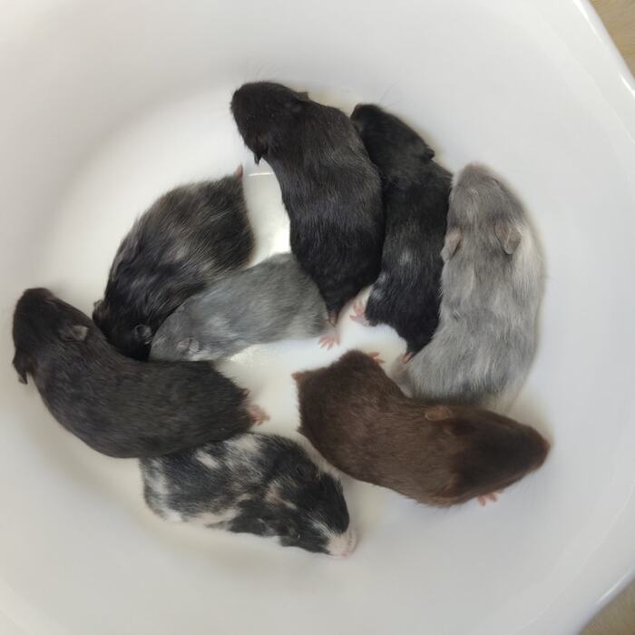 Vrh I :: Chovatelská stanice Luna