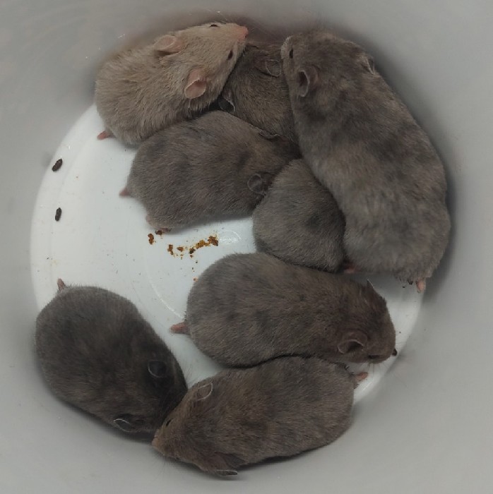 Vrh M :: Chovatelská stanice Luna